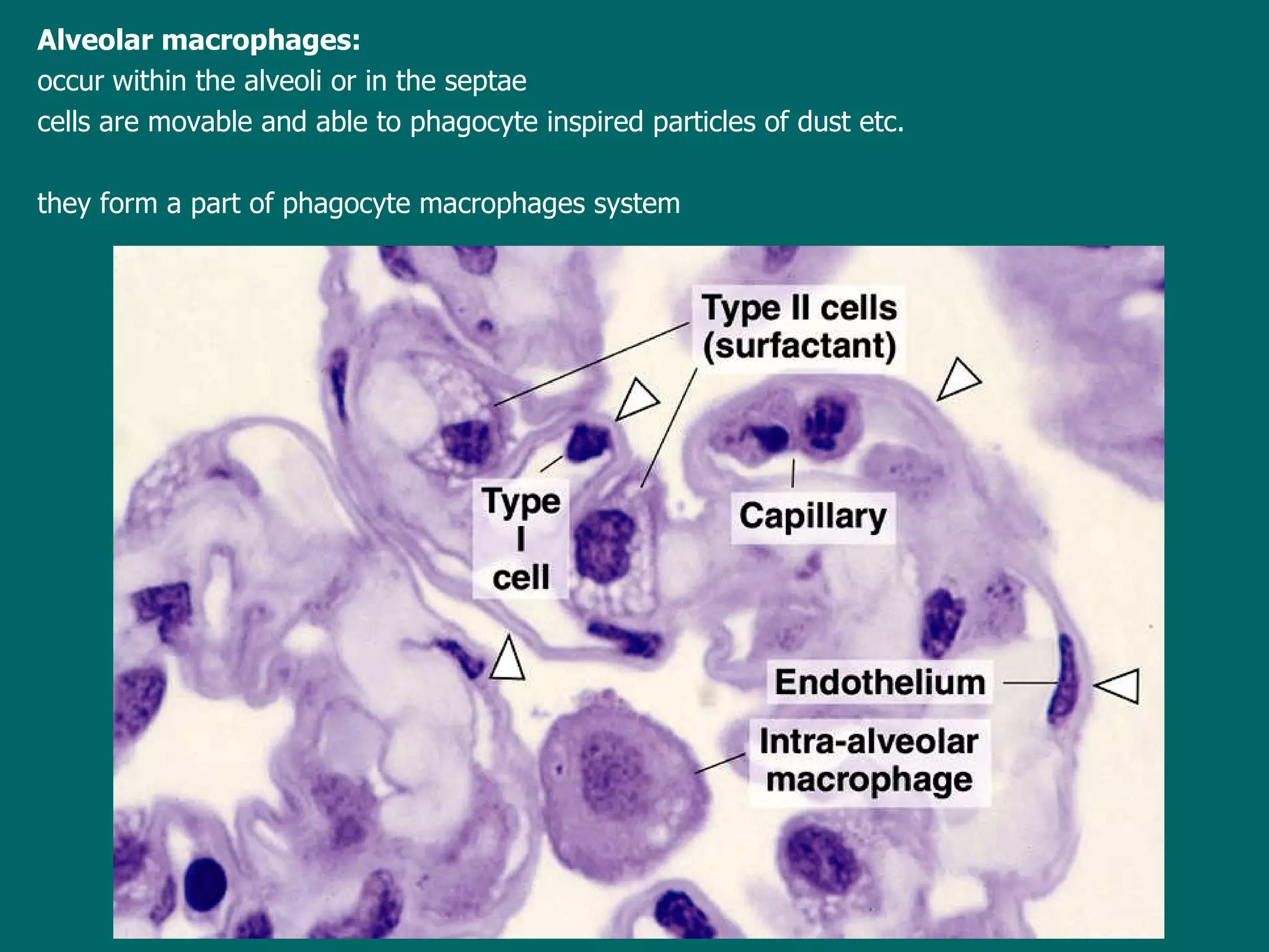 Lecture13 microscopic structure of the respiratory | PPT