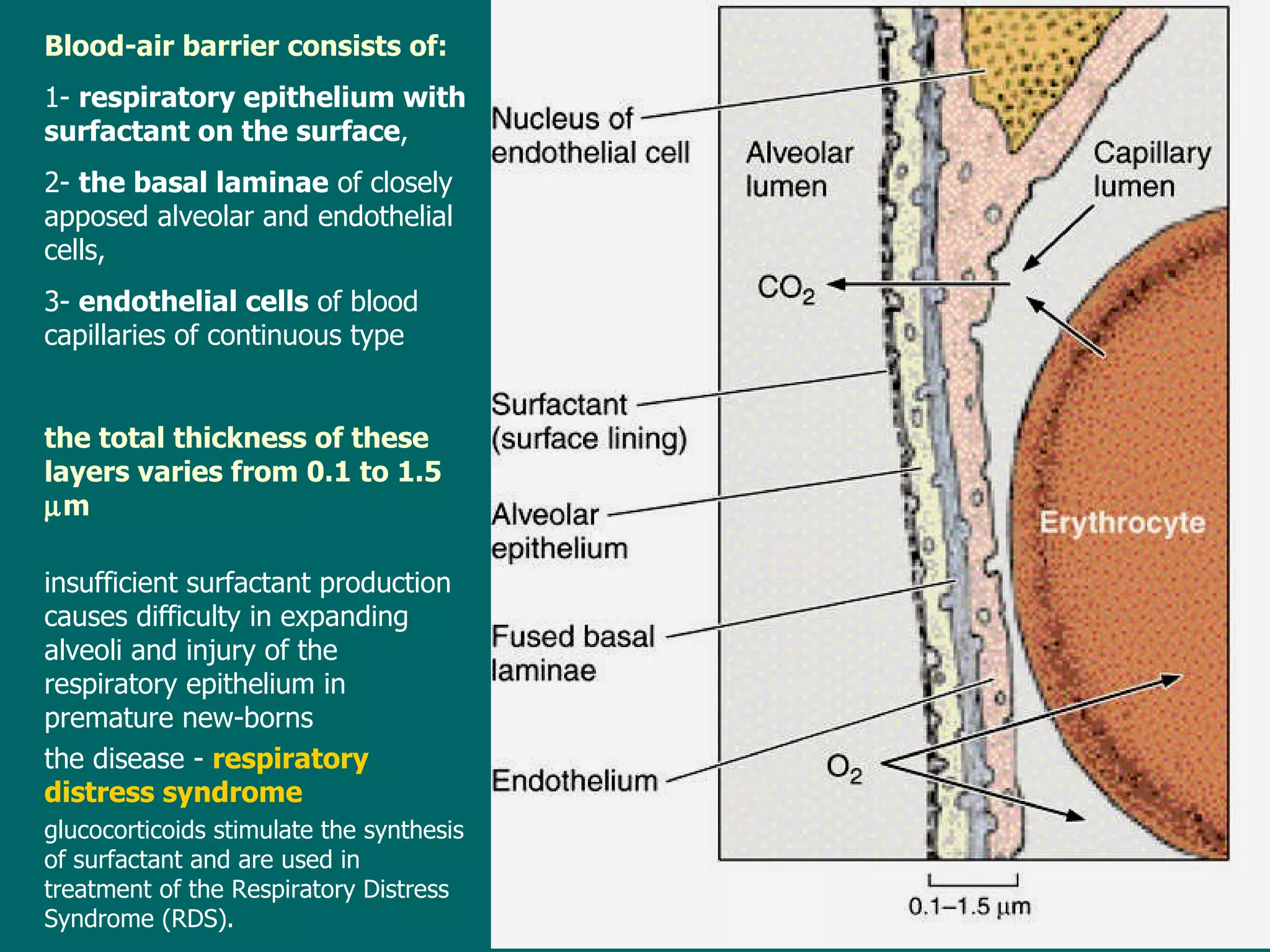 Lecture13 microscopic structure of the respiratory | PPT