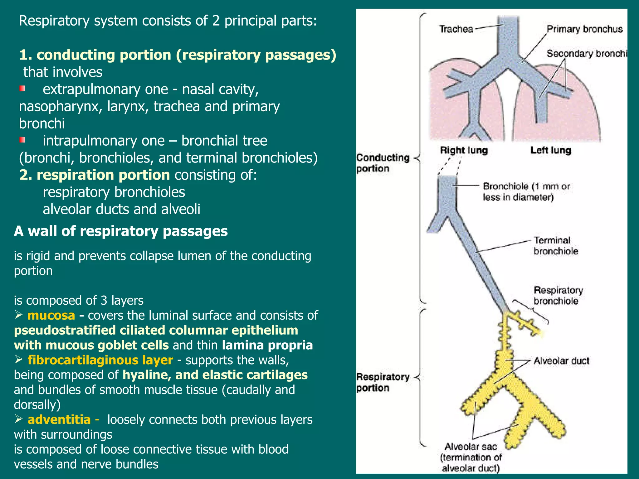 Lecture13 microscopic structure of the respiratory | PPT