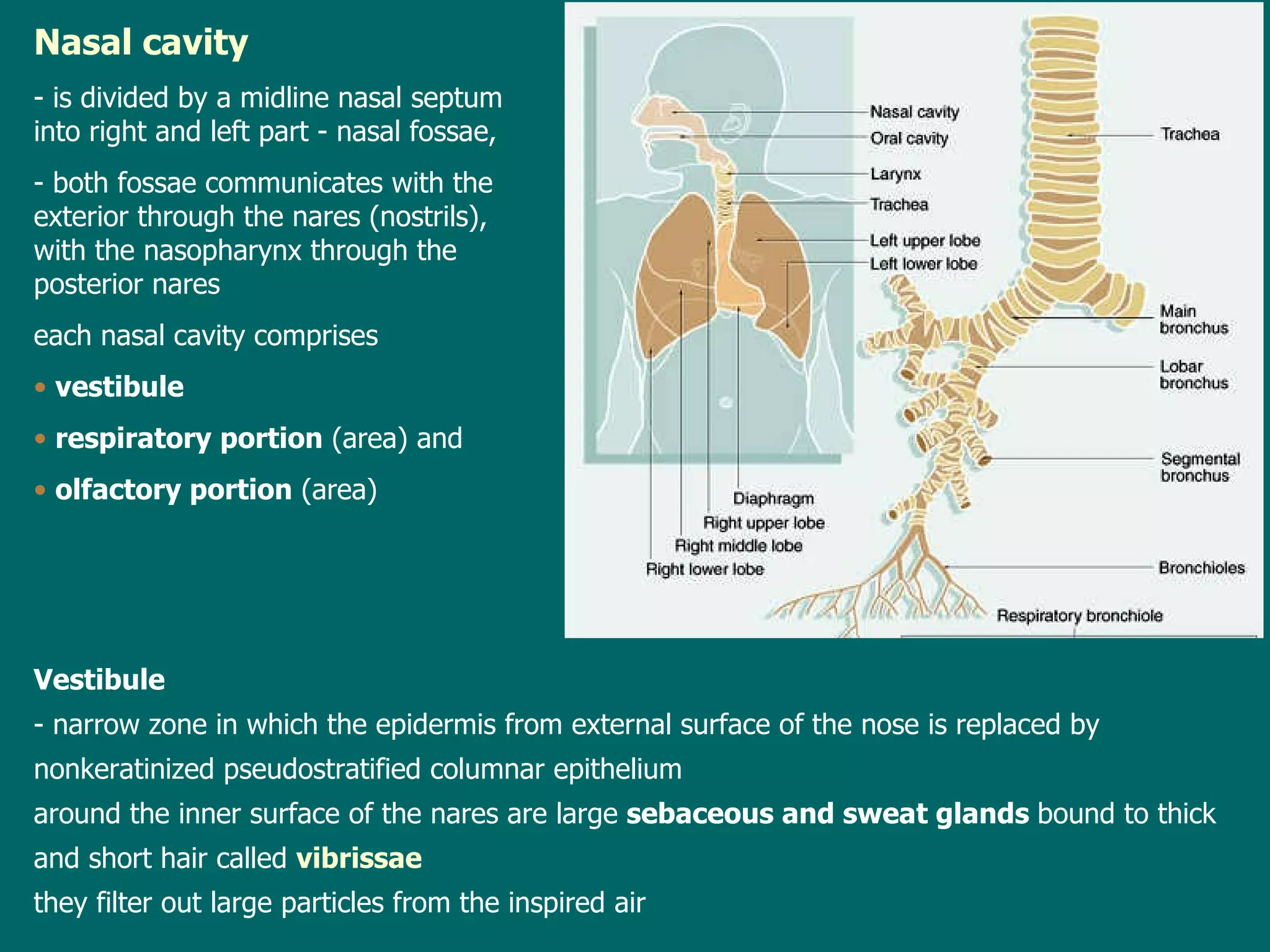 Lecture13 microscopic structure of the respiratory | PPT