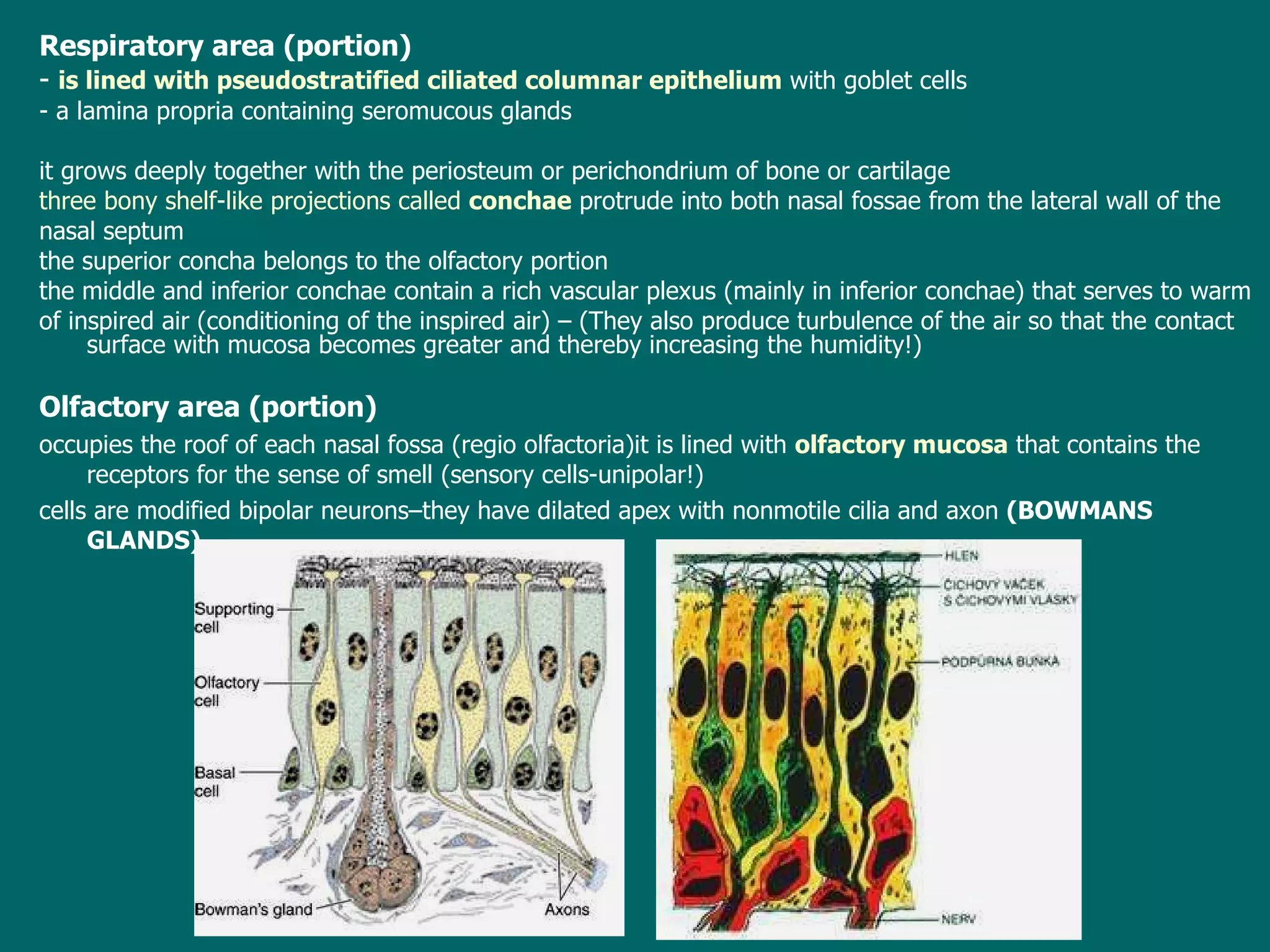 Lecture13 microscopic structure of the respiratory | PPT