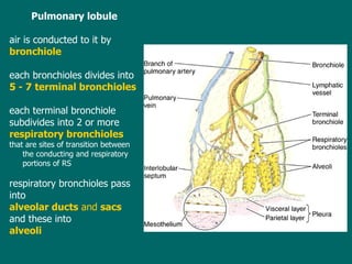 Lecture13 microscopic structure of the respiratory | PPT