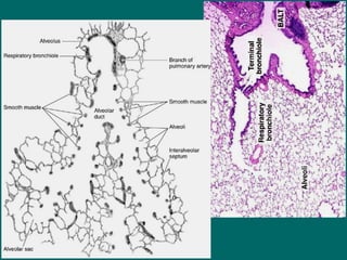 Lecture13 microscopic structure of the respiratory | PPT