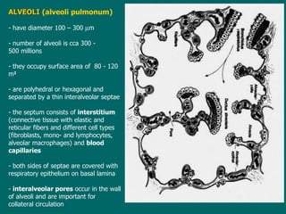 Lecture13 microscopic structure of the respiratory | PPT