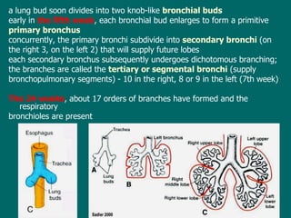 Lecture13 microscopic structure of the respiratory | PPT