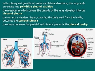 Lecture13 microscopic structure of the respiratory | PPT