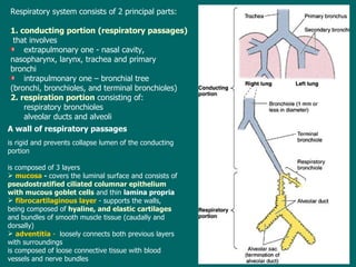 Lecture13 microscopic structure of the respiratory | PPT