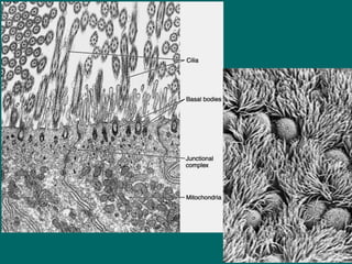 Lecture13 microscopic structure of the respiratory | PPT