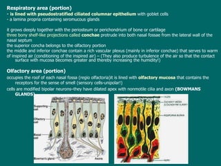 Lecture13 microscopic structure of the respiratory | PPT
