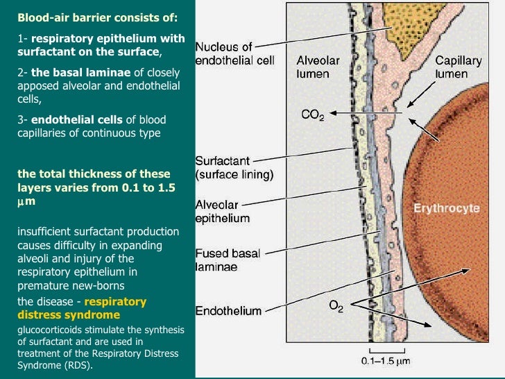 Lecture13 microscopic structure of the respiratory