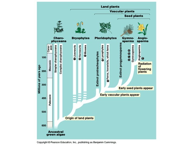 Lecture 13 plant diversity 2 | PPT
