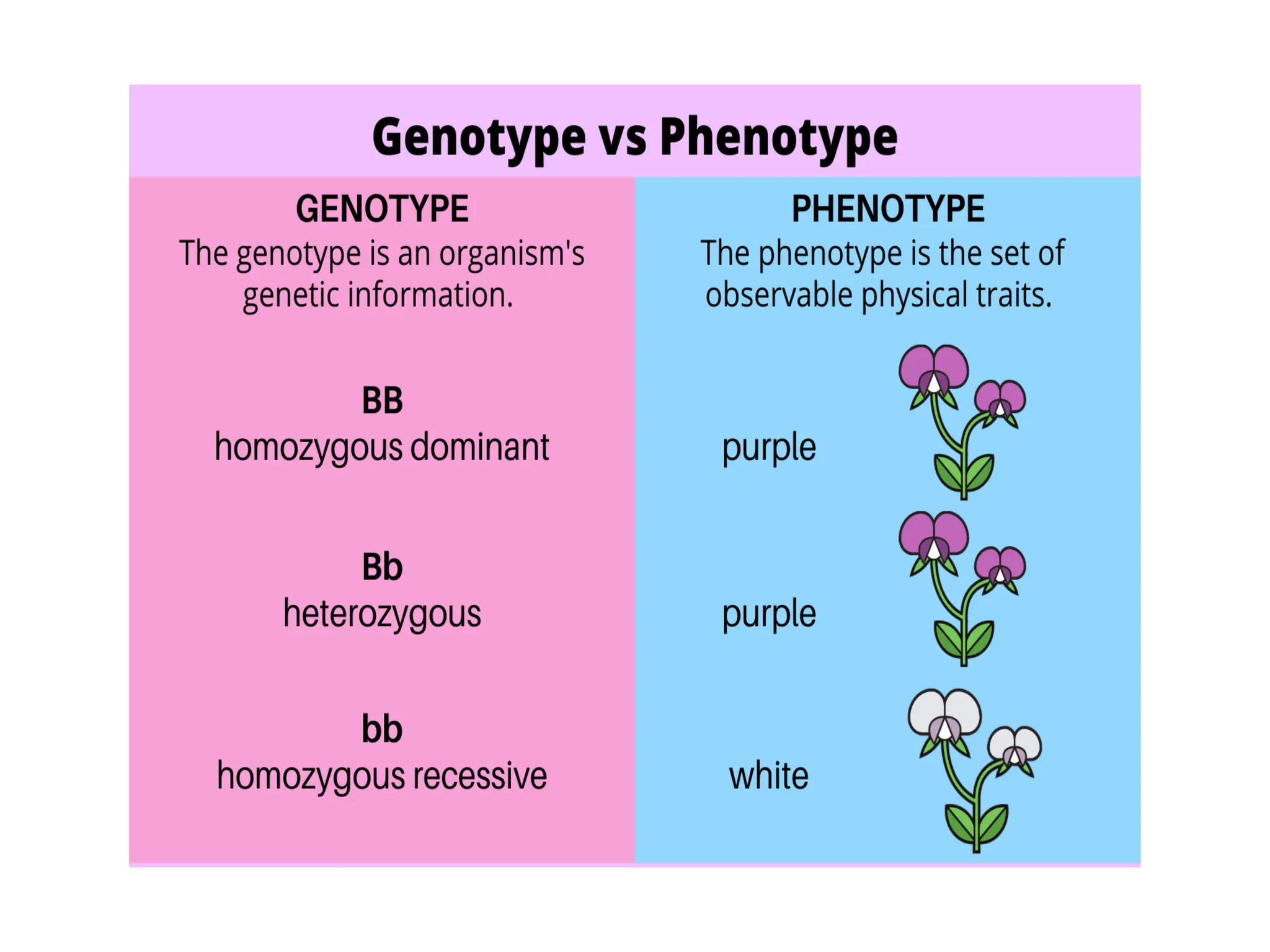 Lecture 13- Terminologies gene, allele, locus, homozygous, heterozygous ...