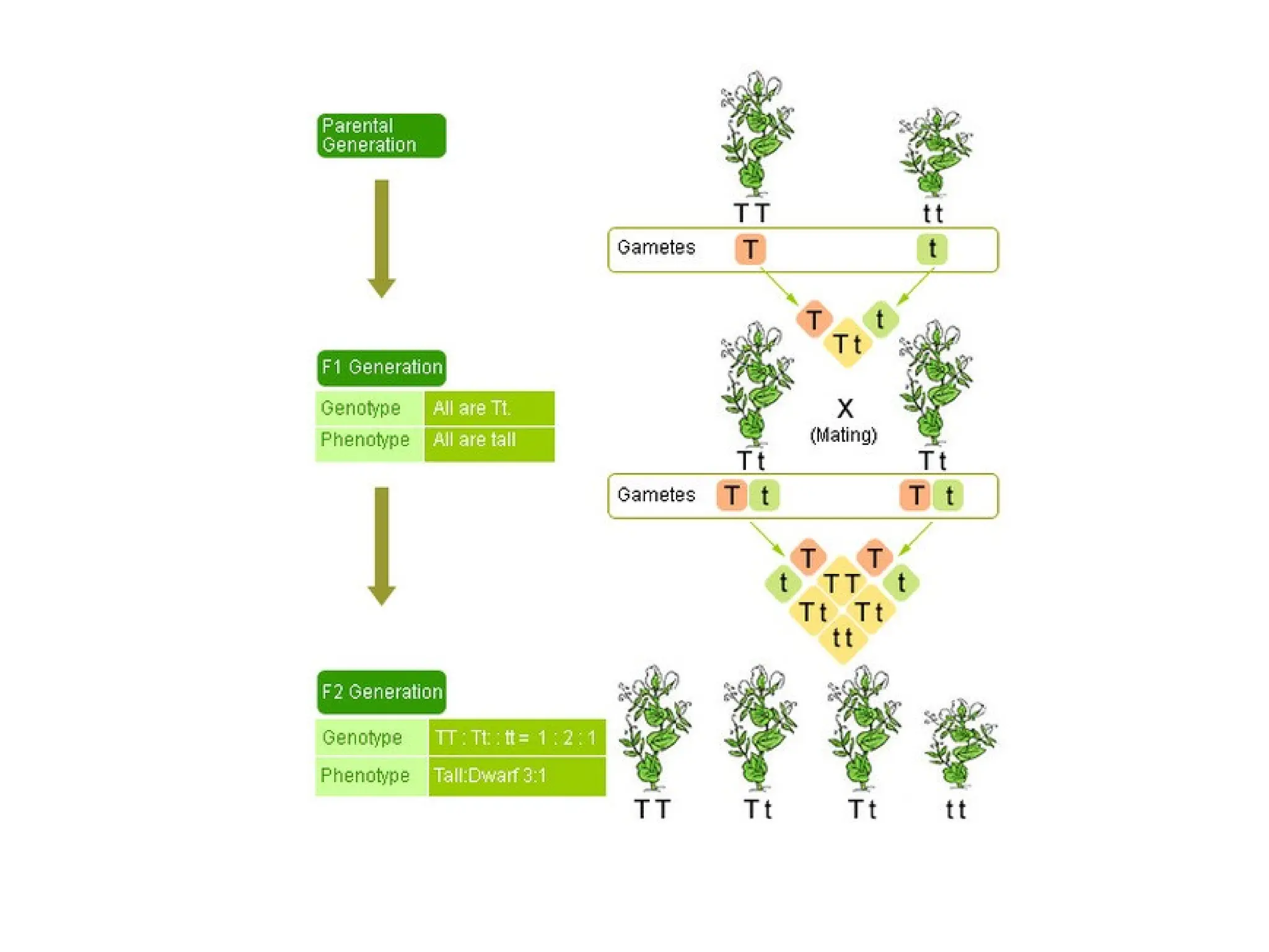 Lecture 13- Terminologies gene, allele, locus, homozygous, heterozygous ...
