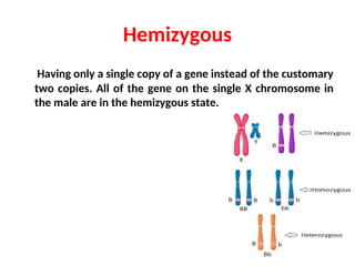 Lecture 13- Terminologies gene, allele, locus, homozygous, heterozygous ...