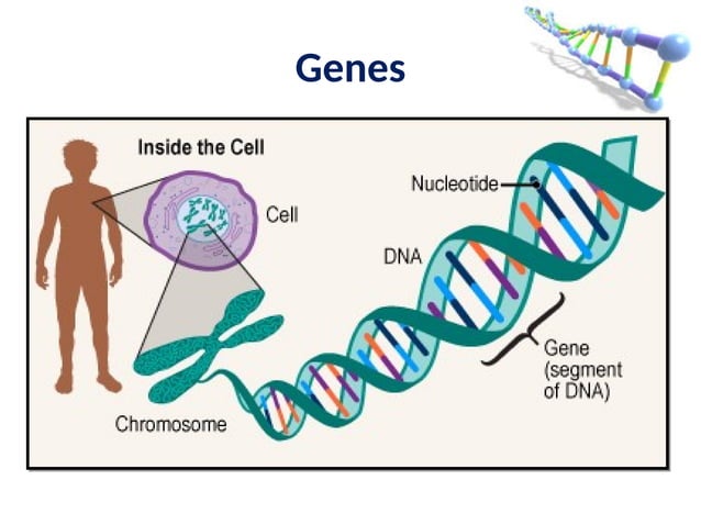 Lecture 13- Terminologies gene, allele, locus, homozygous, heterozygous ...