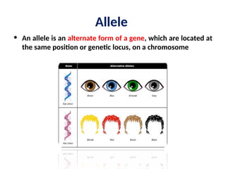 Lecture 13- Terminologies gene, allele, locus, homozygous, heterozygous ...