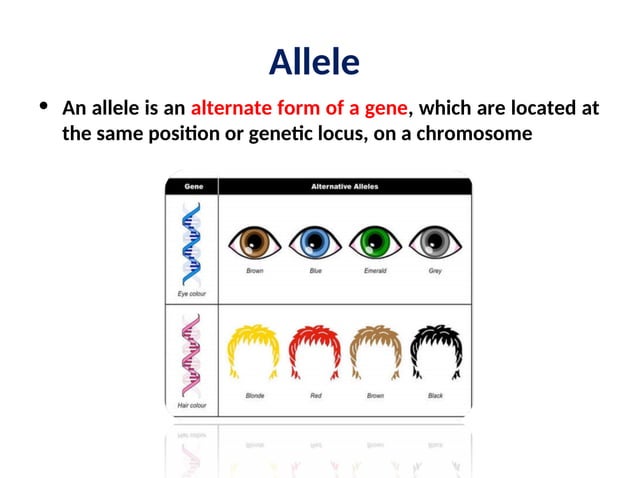 Lecture 13- Terminologies gene, allele, locus, homozygous, heterozygous ...