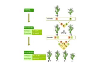 Lecture 13- Terminologies gene, allele, locus, homozygous, heterozygous ...