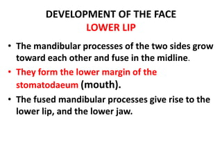 Lecture 13 face, nose palate 22042010 pdf | PDF