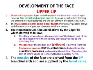 Lecture 13 face, nose palate 22042010 pdf | PDF