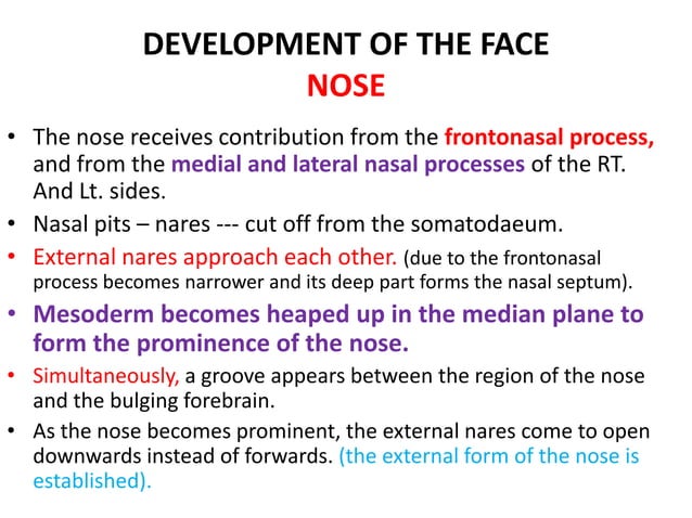Lecture 13 face, nose palate 22042010 pdf | PDF