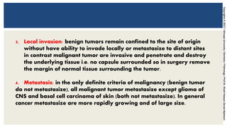 Lecture 13 neoplasia | PPTX | Cancer | Diseases and Conditions