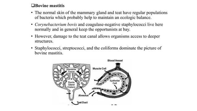 Pathology of Female Reproductive System | PDF | Pregnancy ...