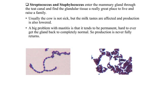 Pathology of Female Reproductive System | PDF | Pregnancy ...