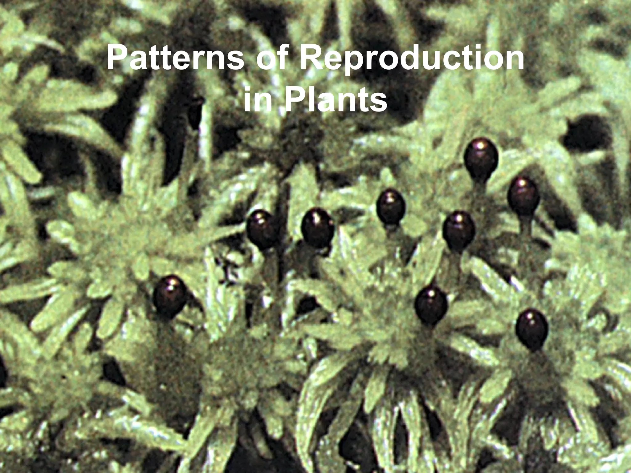 Pattern of reproduction in plant | PPT