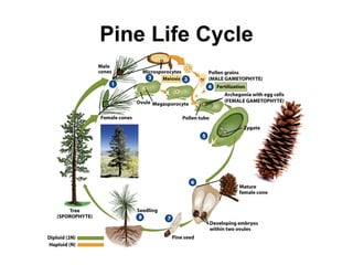 Pattern of reproduction in plant | PPT | Biological Sciences | Science