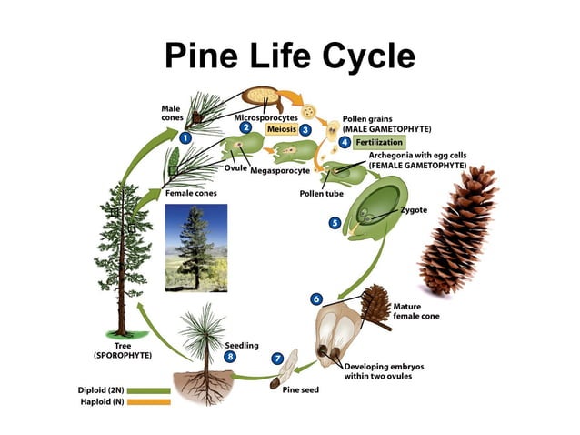 Pattern of reproduction in plant | PPT