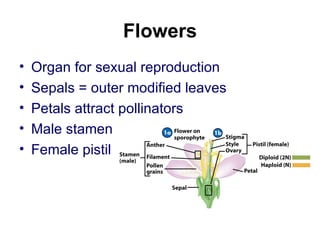 Pattern of reproduction in plant | PPT | Biological Sciences | Science