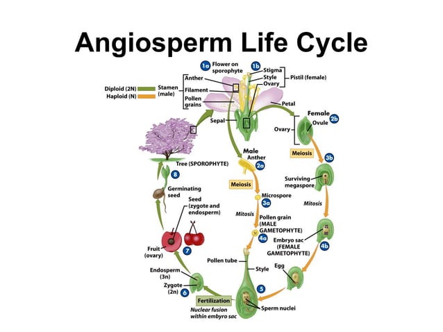 Pattern of reproduction in plant | PPT