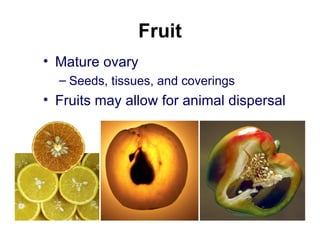 Pattern of reproduction in plant | PPT | Biological Sciences | Science