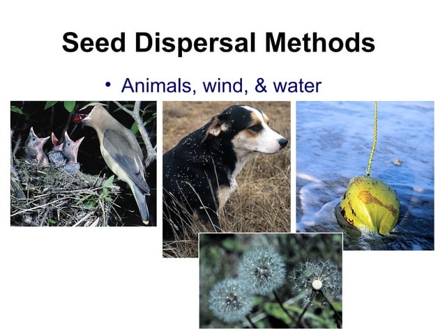 Pattern of reproduction in plant | PPT