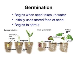 Pattern of reproduction in plant | PPT | Biological Sciences | Science