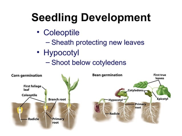 Pattern of reproduction in plant | PPT