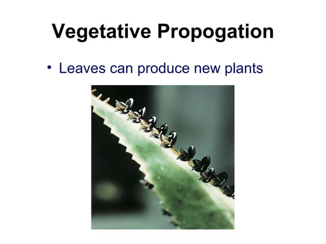 Pattern of reproduction in plant | PPT