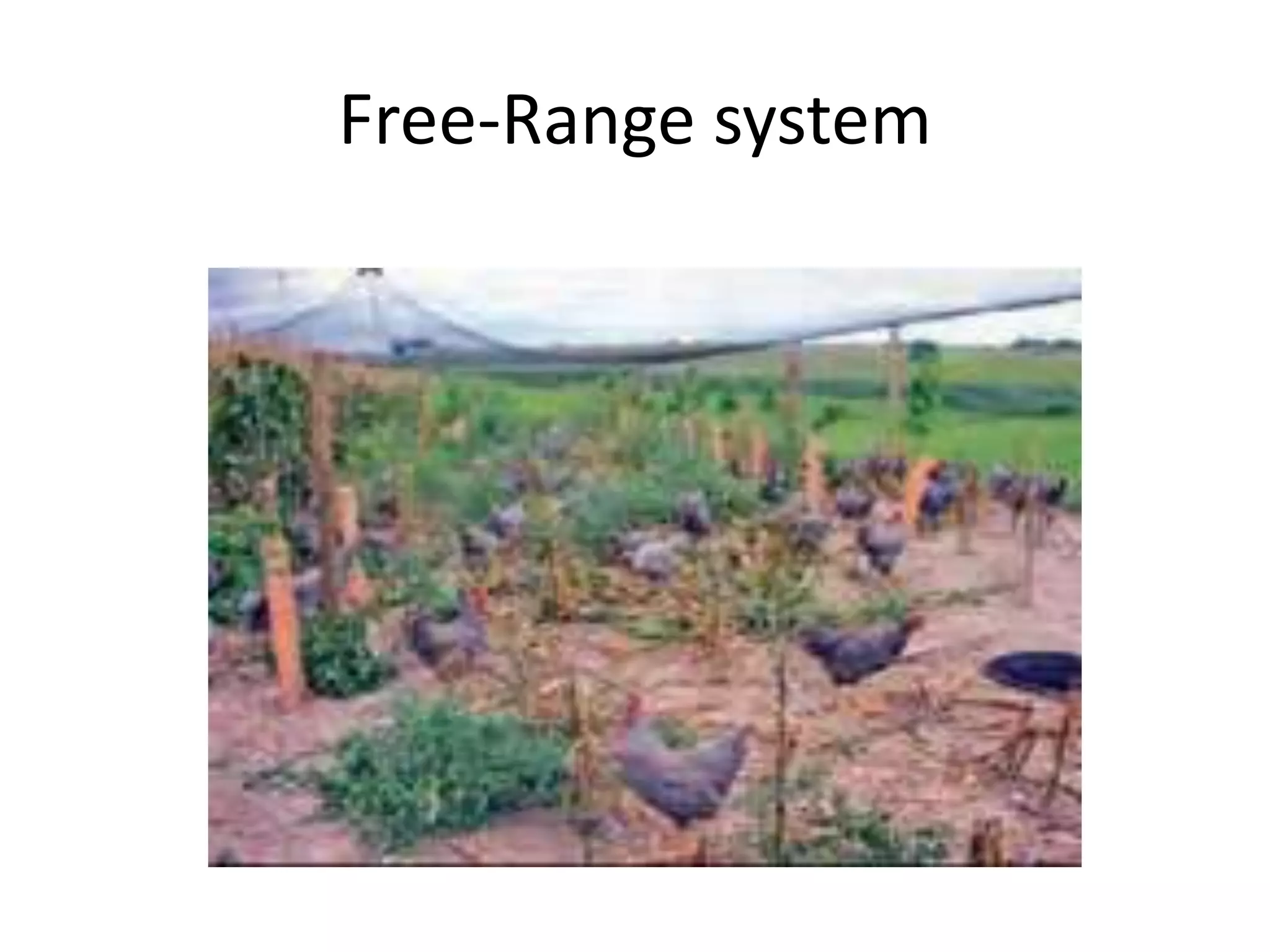 Poultry production system.pptx