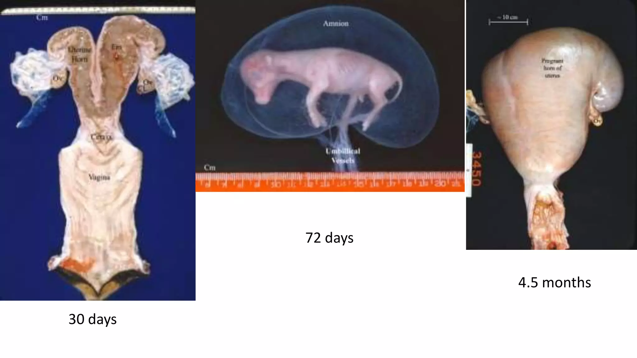 Lecture 13 Pregnancy diagnosis in farm and pet animals | PDF