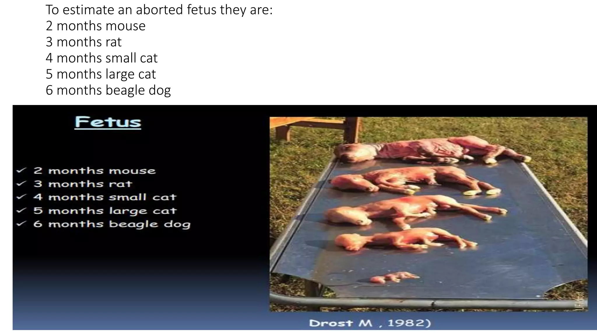 Lecture 13 Pregnancy diagnosis in farm and pet animals | PDF