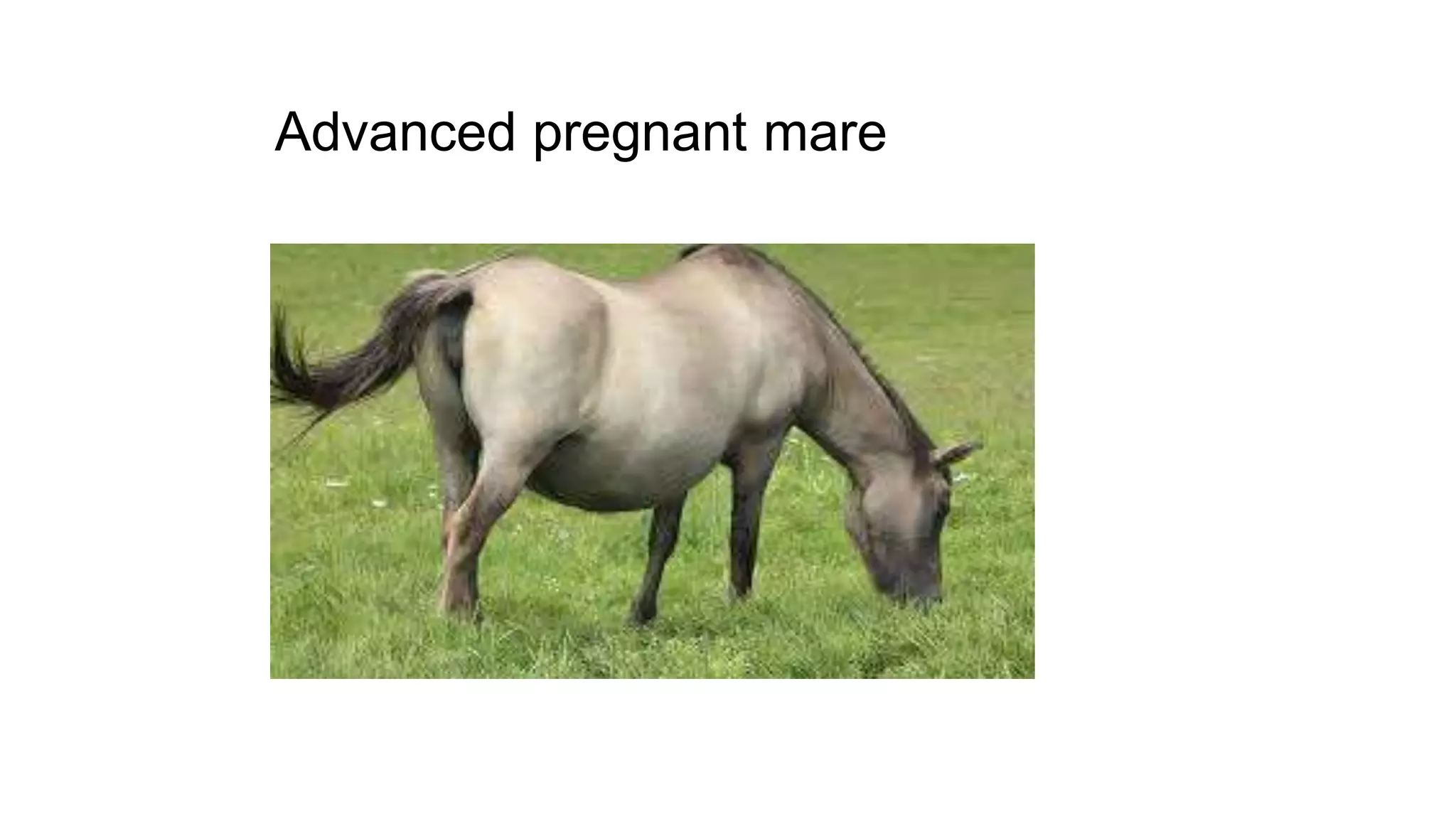 Lecture 13 Pregnancy diagnosis in farm and pet animals | PDF