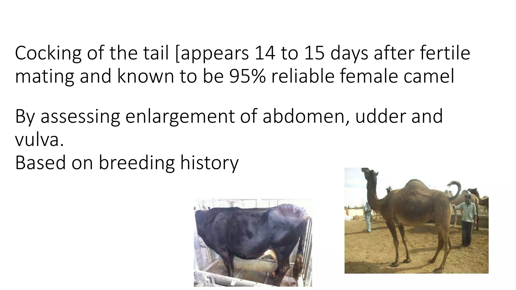 Lecture 13 Pregnancy diagnosis in farm and pet animals | PDF