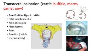 Lecture 13 Pregnancy diagnosis in farm and pet animals | PDF