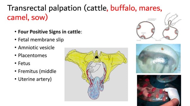 Lecture 13 Pregnancy diagnosis in farm and pet animals | PDF ...
