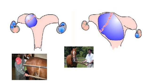 Lecture 13 Pregnancy diagnosis in farm and pet animals | PDF ...