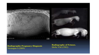 Lecture 13 Pregnancy diagnosis in farm and pet animals | PDF