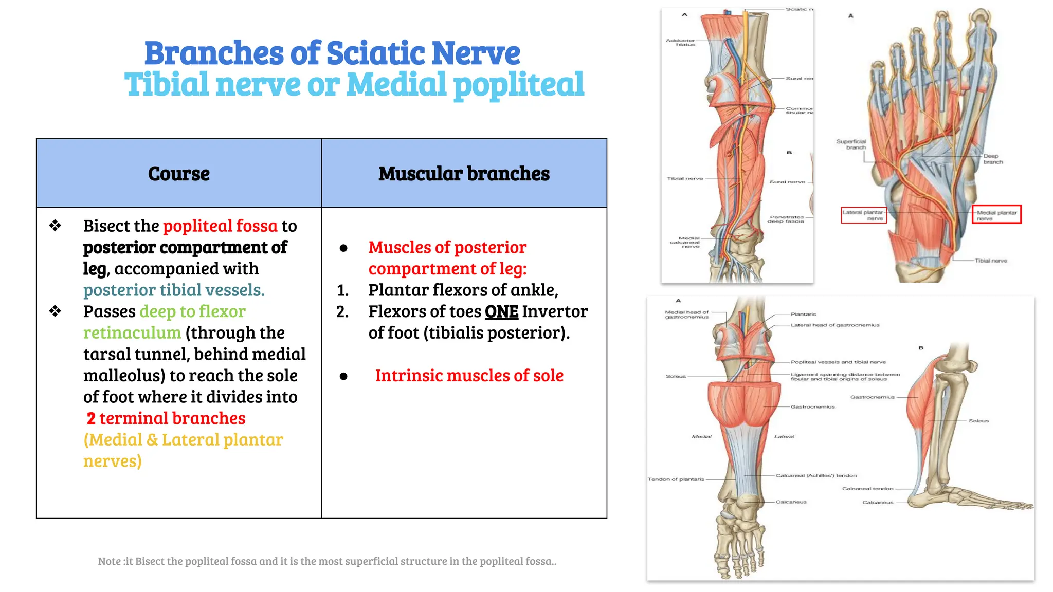 Sciatic Nerve and its clinical correlations.pdf