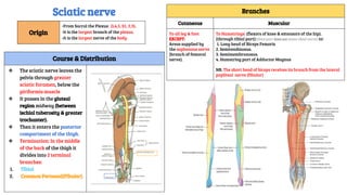 Sciatic Nerve and its clinical correlations.pdf