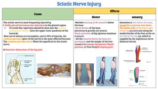 Sciatic Nerve and its clinical correlations.pdf
